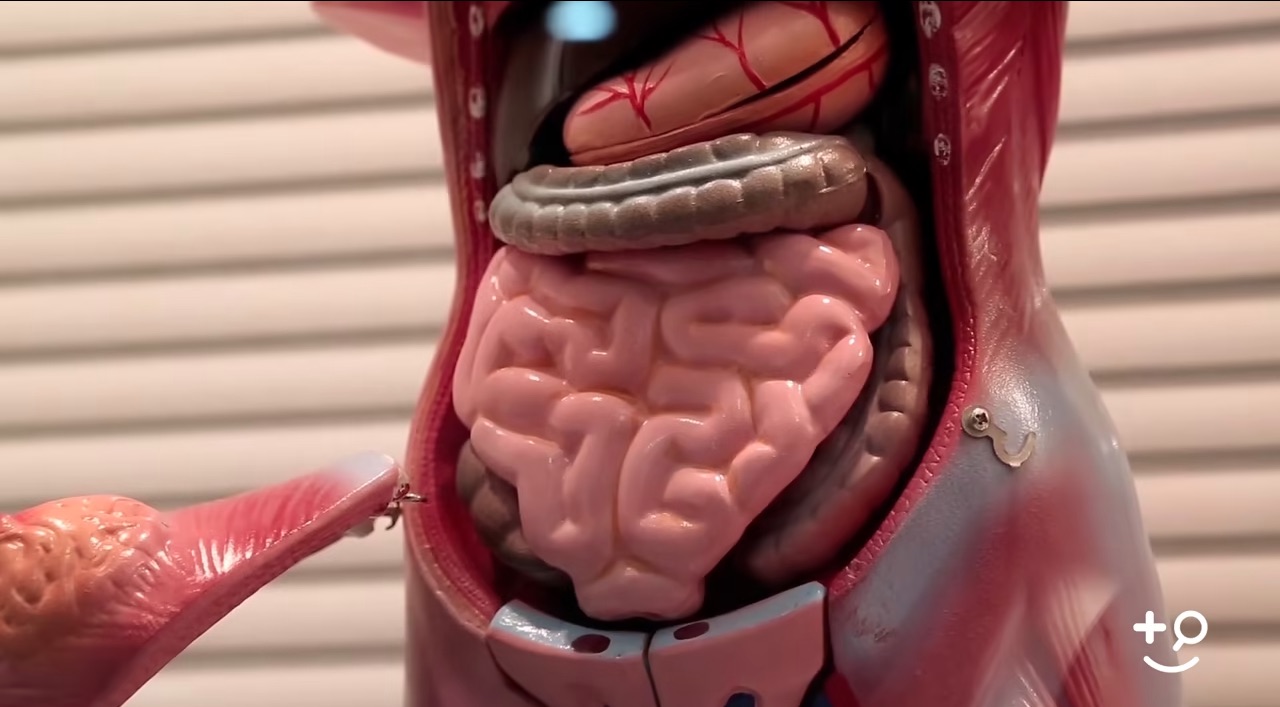 Colon Cancer - Omental & Peritoneal Disease - Doctorpedia Doctor ...