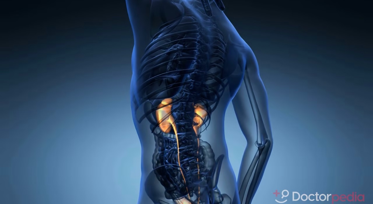 Urinary Tract Infection - Types - Doctorpedia Doctor-Reviewed Video