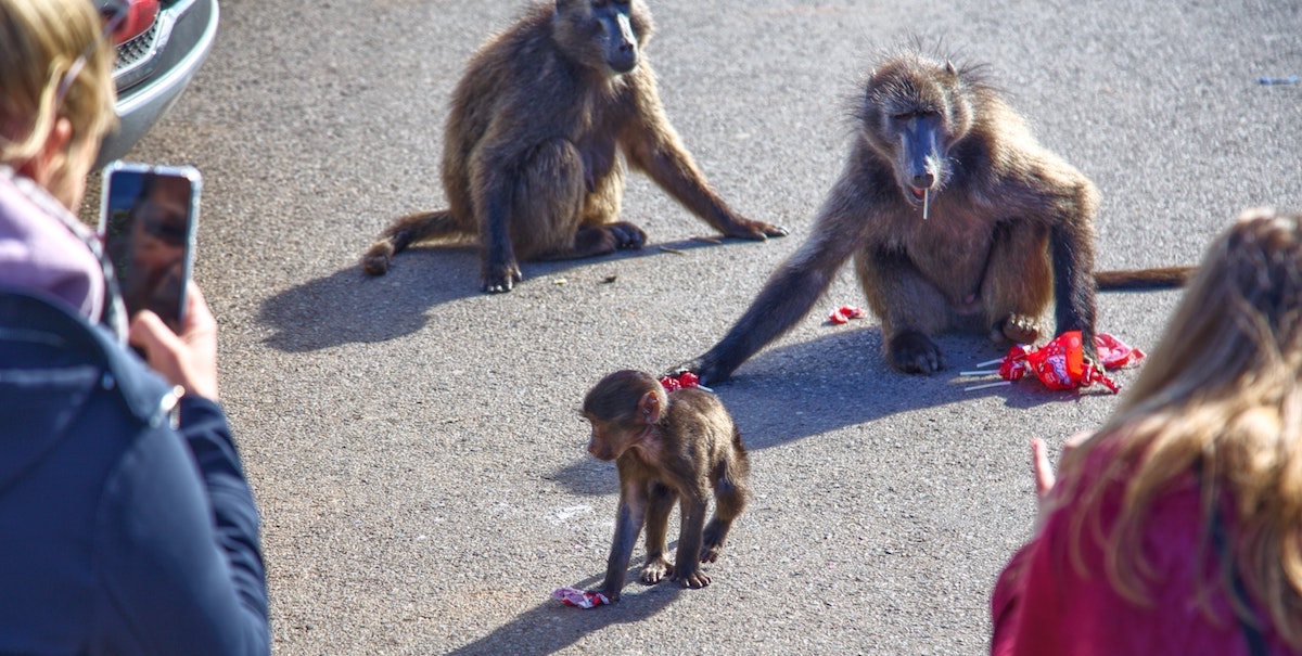 Monkeypox (MPox) - What Is It and Should You Be Concerned? - Doctorpedia